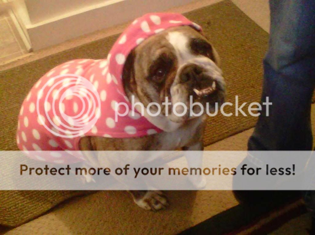 My daughter got Tripod a new winter coat. - The HERD