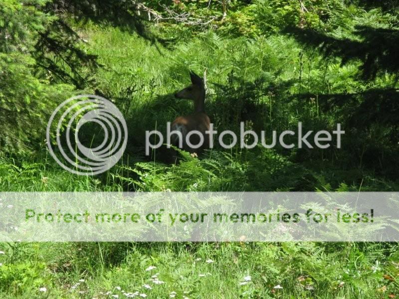 Vine Maple Selfbow | Archery Talk Forum