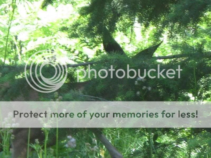 Vine Maple Selfbow | Archery Talk Forum