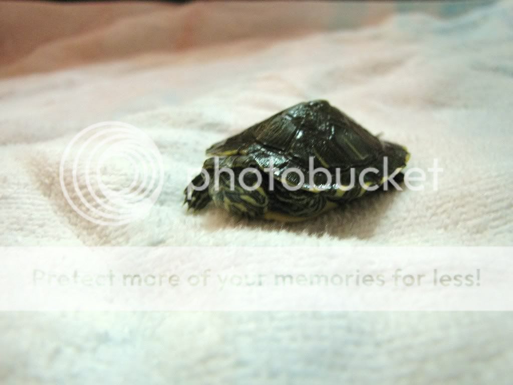 Redearslider.com :: View topic - Slight Pyramiding... How do I stop it ...